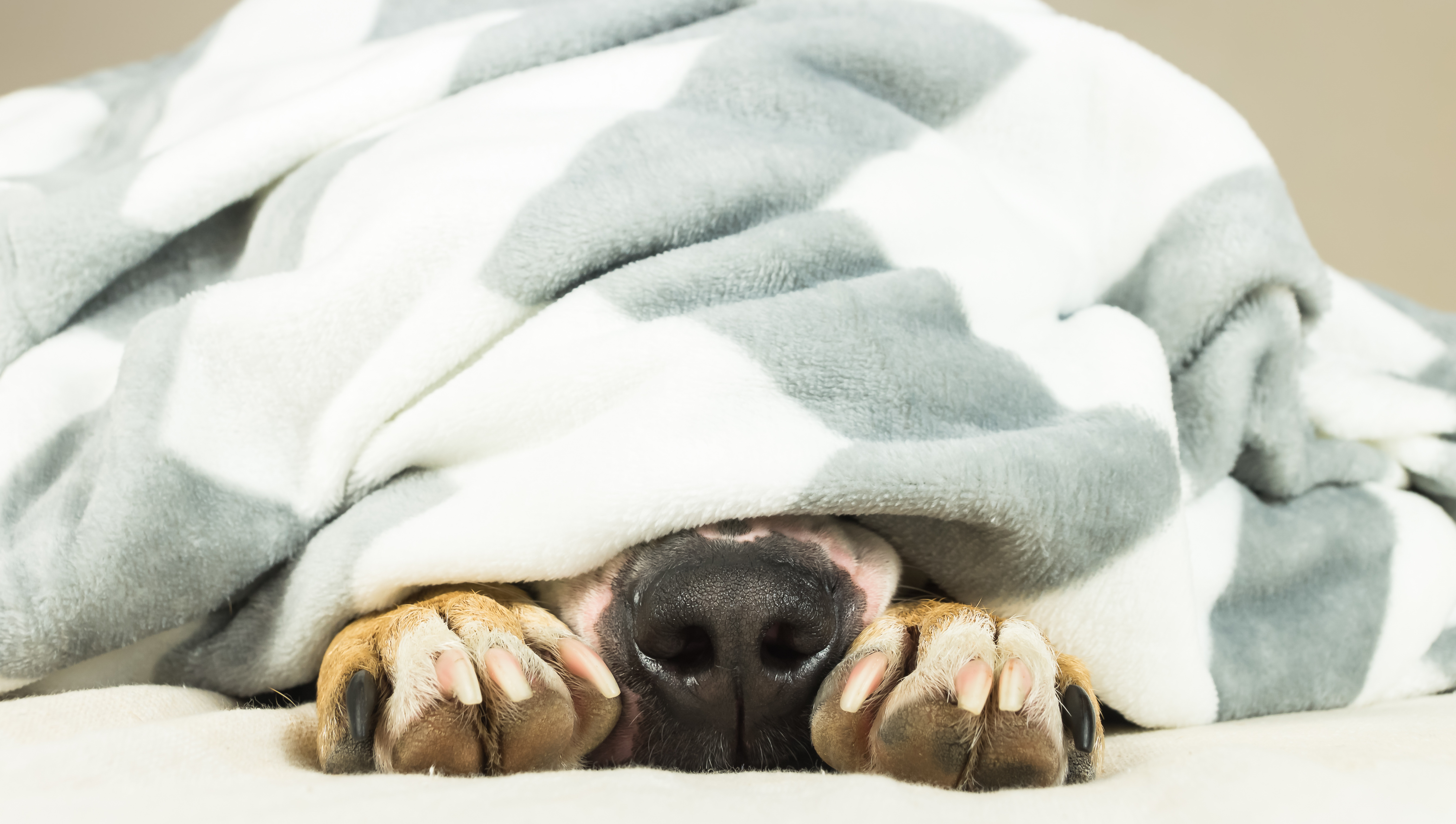 Why does my dog fart? | Pawshake Blog