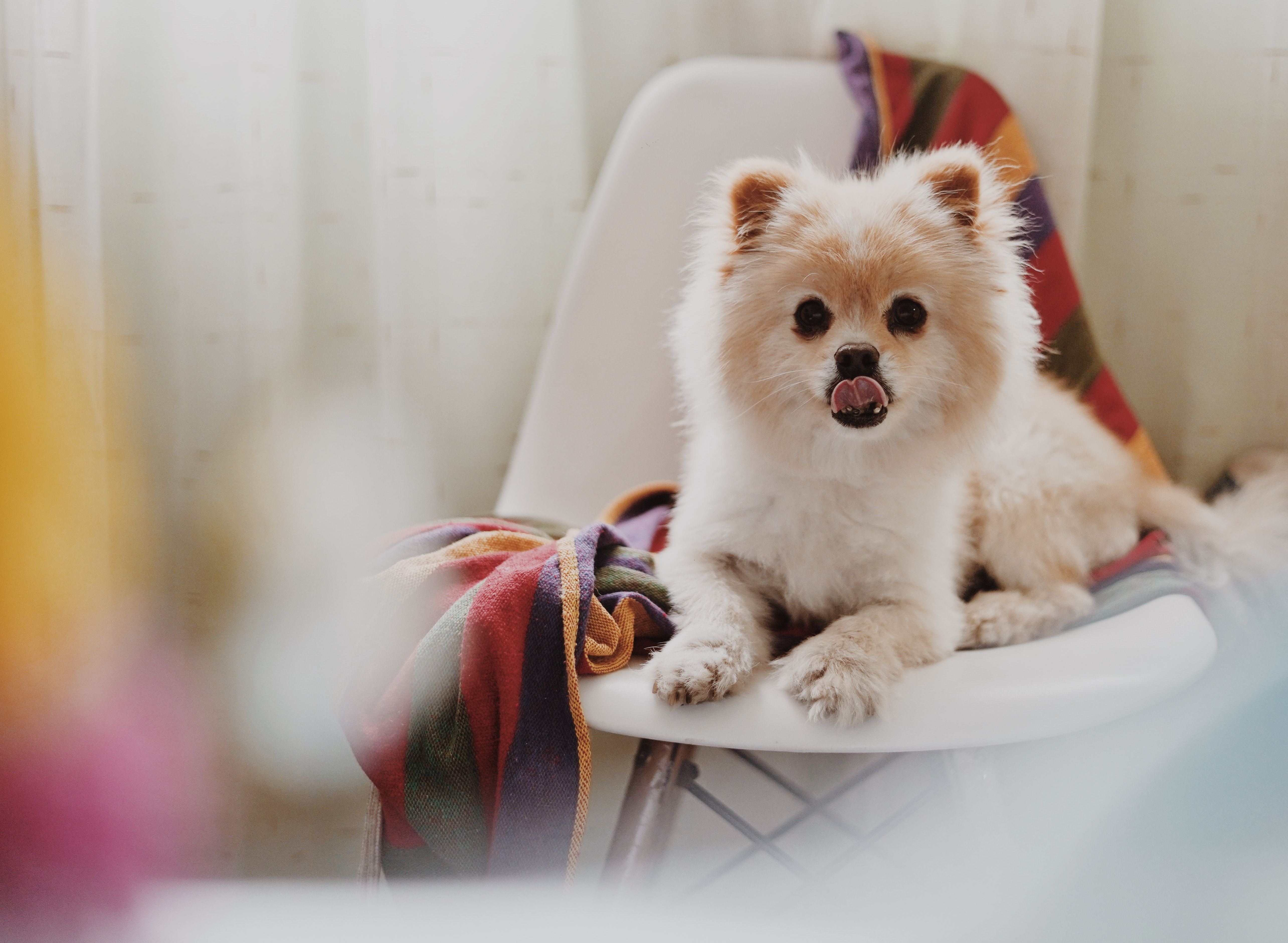 Dog breeds for small homes | Pawshake Blog