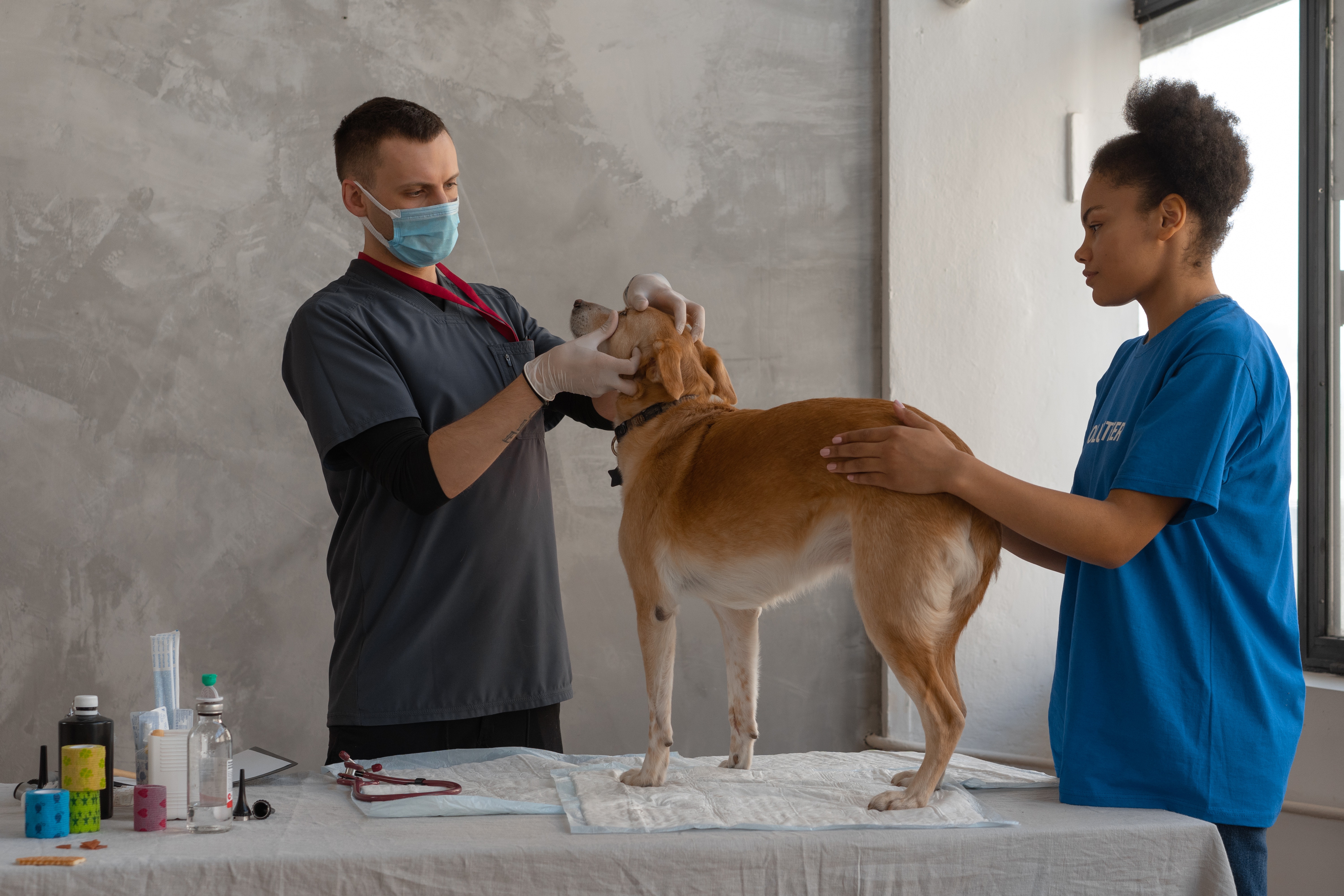 How to prepare for the first vet visit | Pawshake Blog
