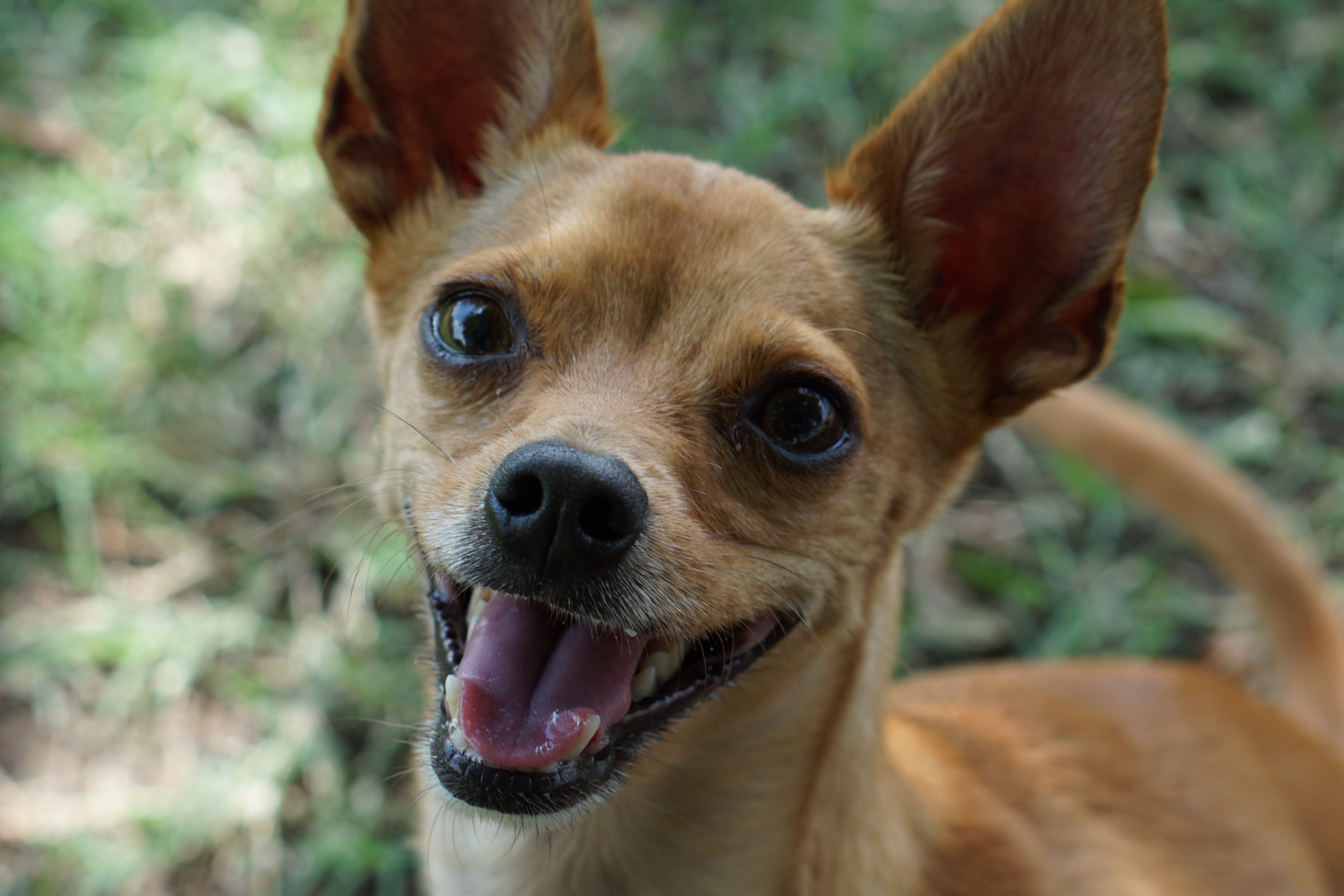 Chihuahua | Dog Breed Information | Pawshake Blog